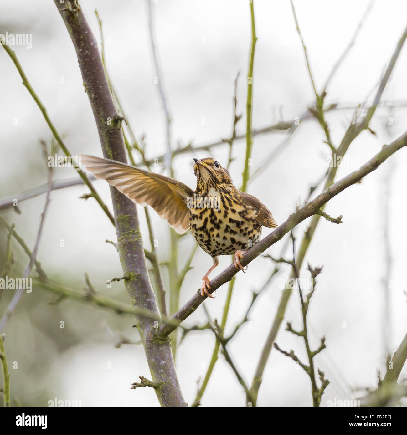 Song thrush in a tree Stock Photo - Alamy