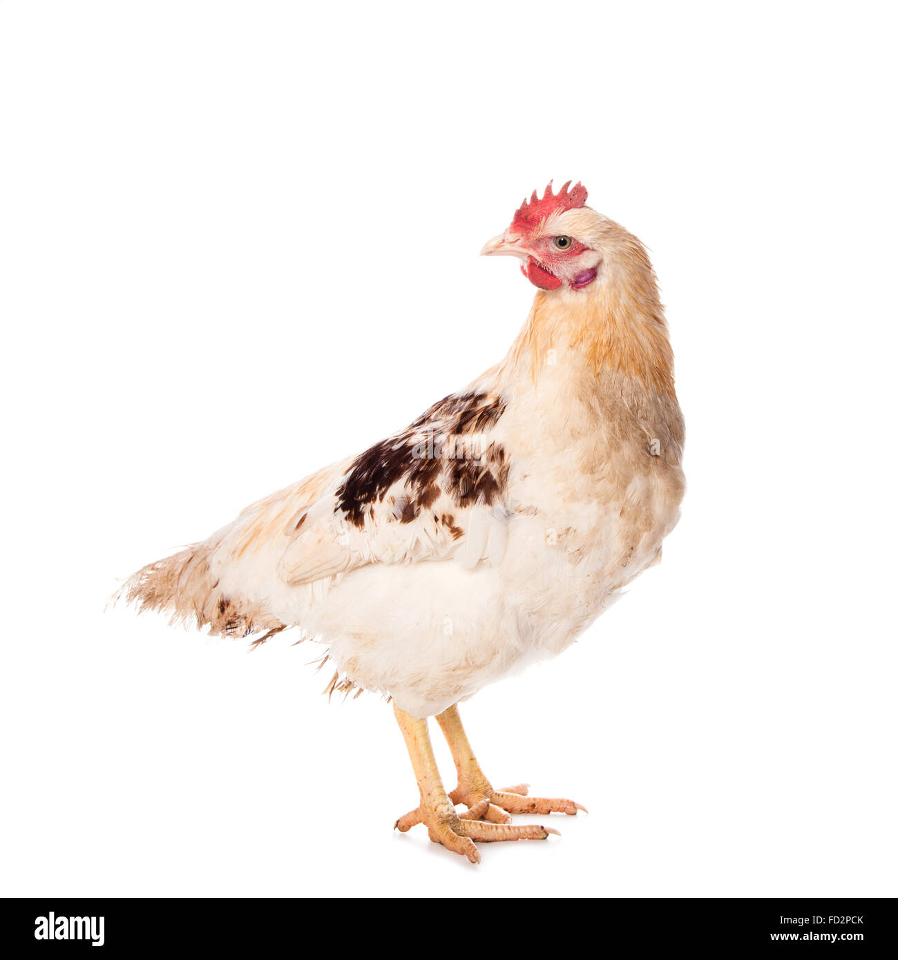 Real chicken Cut Out Stock Images & Pictures - Alamy