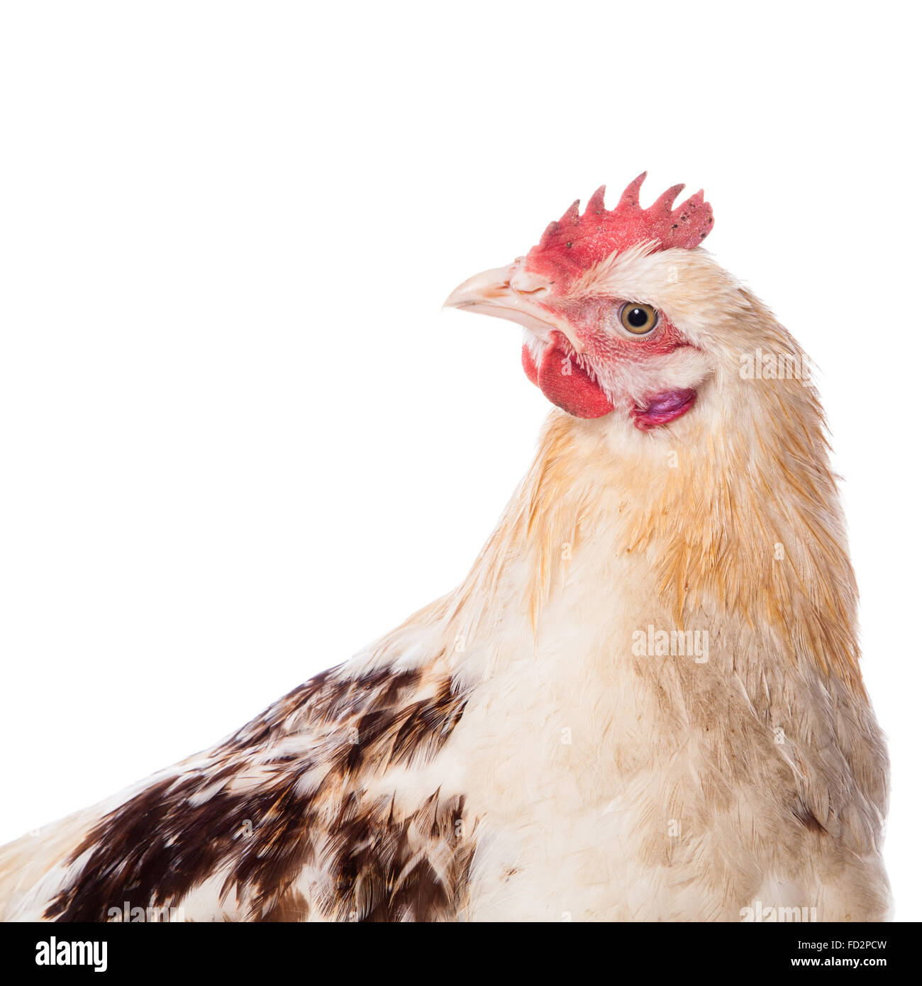 Live chicken white background hi-res stock photography and images - Alamy