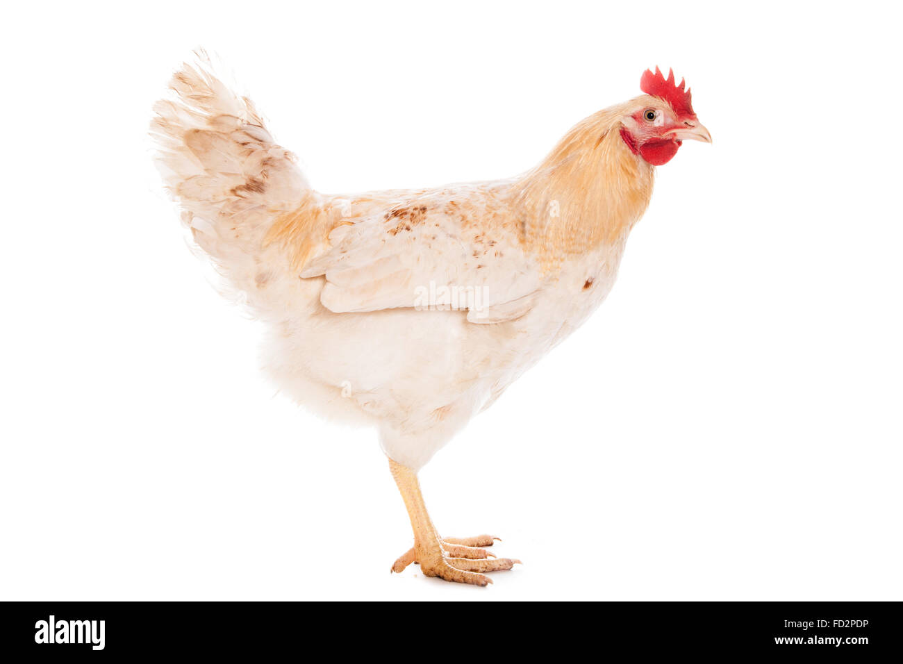 Beautiful white chicken Stock Photo - Alamy