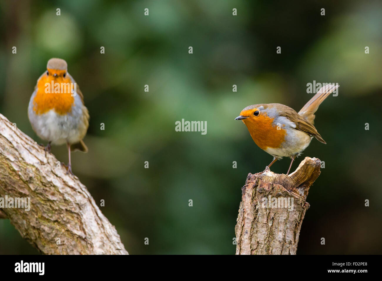 Pair of robins hi-res stock photography and images - Alamy