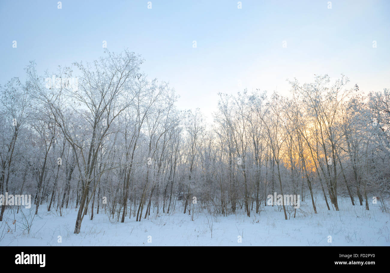 winter landscape. trees full of snow Stock Photo - Alamy