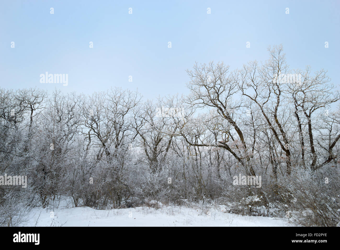 winter landscape. trees full of snow Stock Photo - Alamy