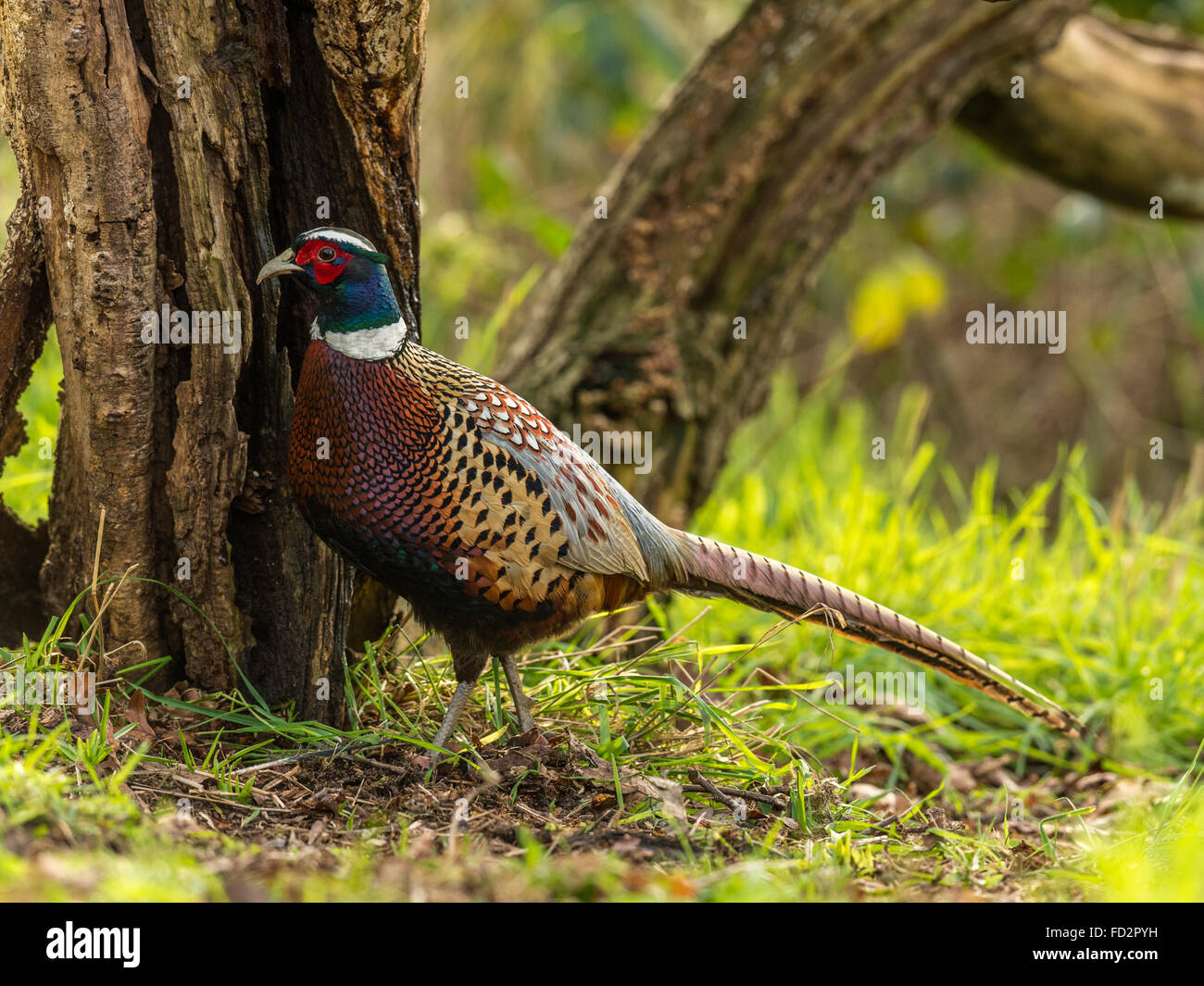 Beautiful Male Ring-necked Pheasant (Phasianus colchicus) foraging in ...