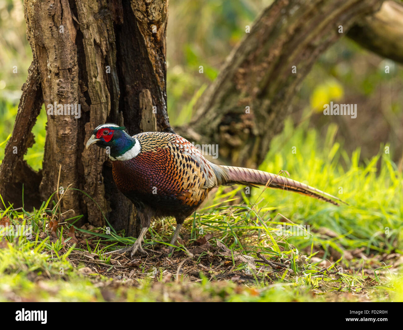 Beautiful Male Ring-necked Pheasant (Phasianus colchicus) foraging in ...