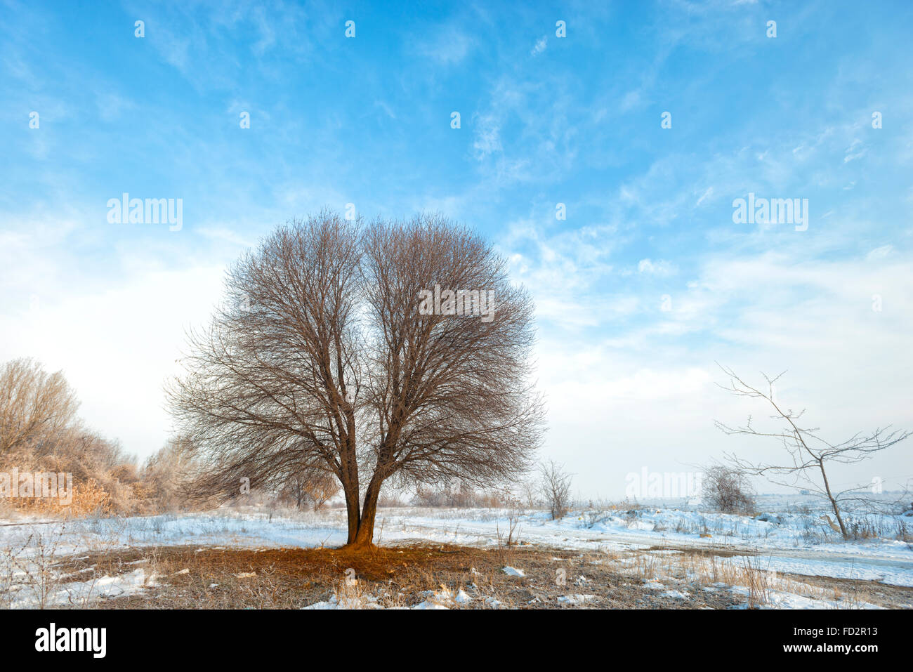Winter with snow and a lonely tree in a field Stock Photo - Alamy