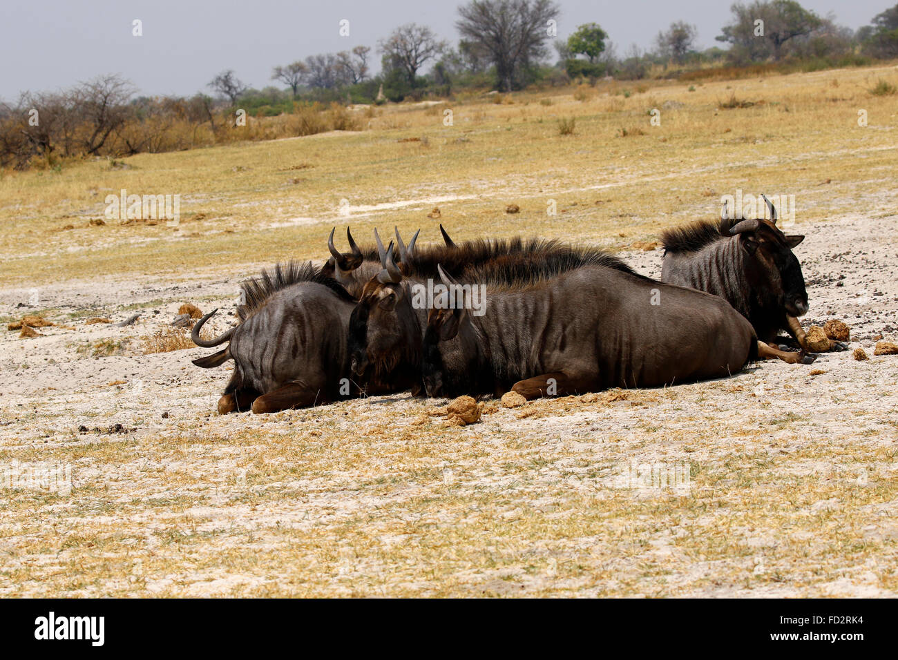 Bearded bulls head hi-res stock photography and images - Alamy