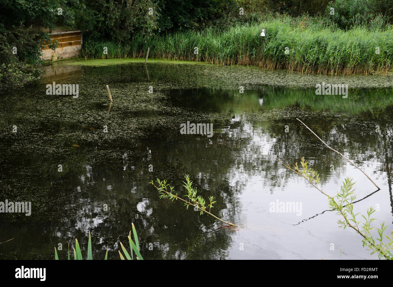 Rye meads hoddesdon hertfordshire hi-res stock photography and images ...