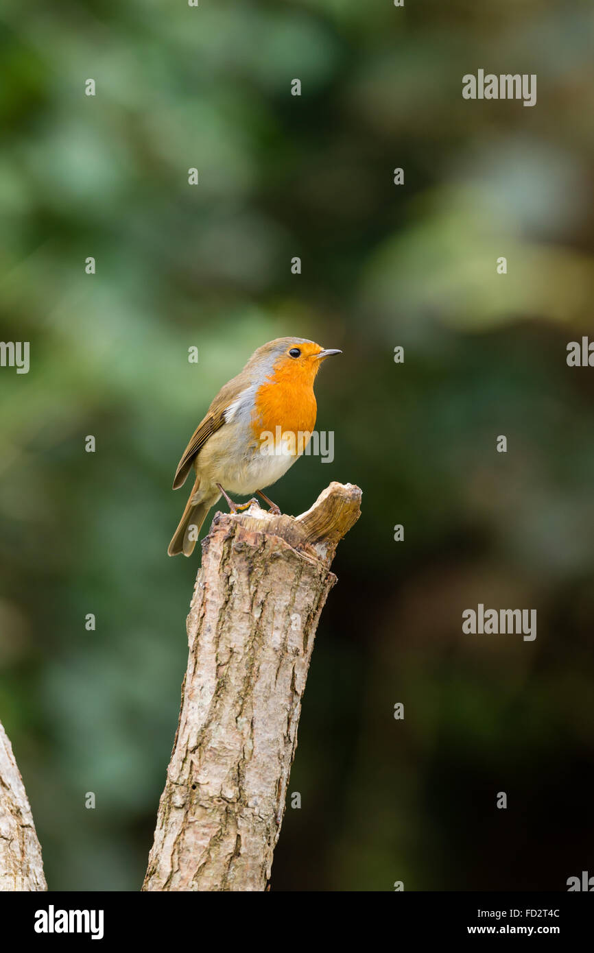 Robin sitting on a post Stock Photo - Alamy