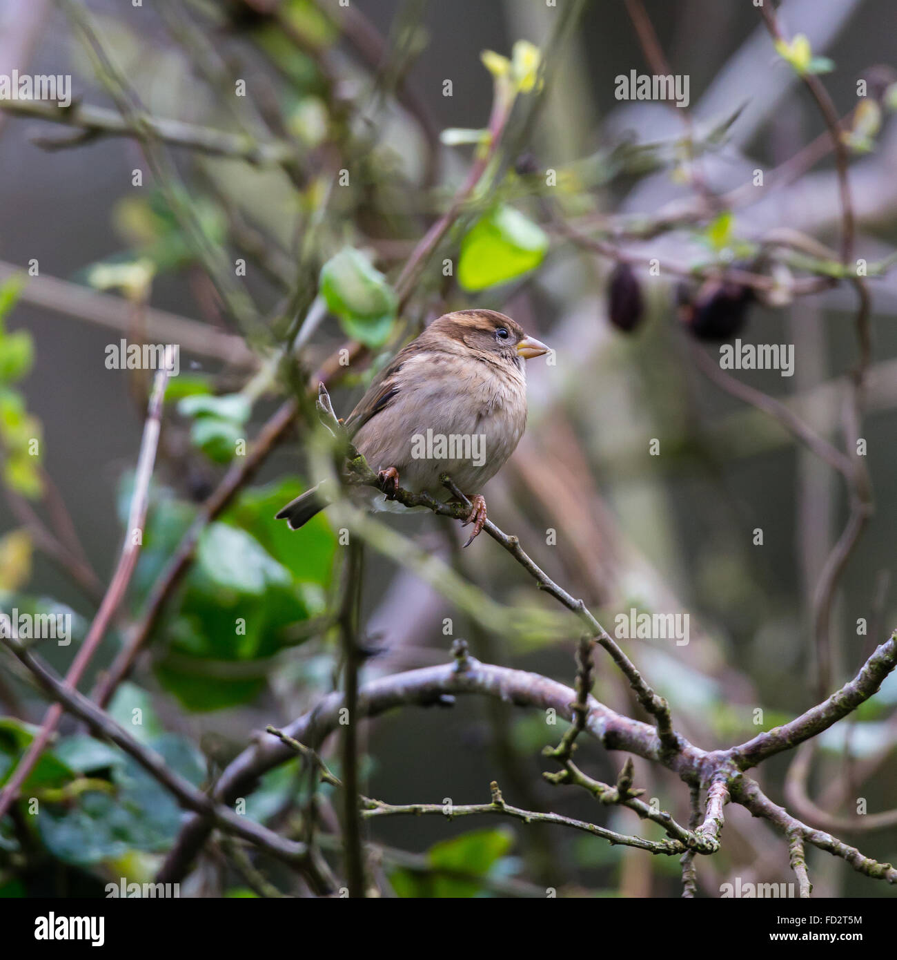 British tree sparrow hi-res stock photography and images - Alamy