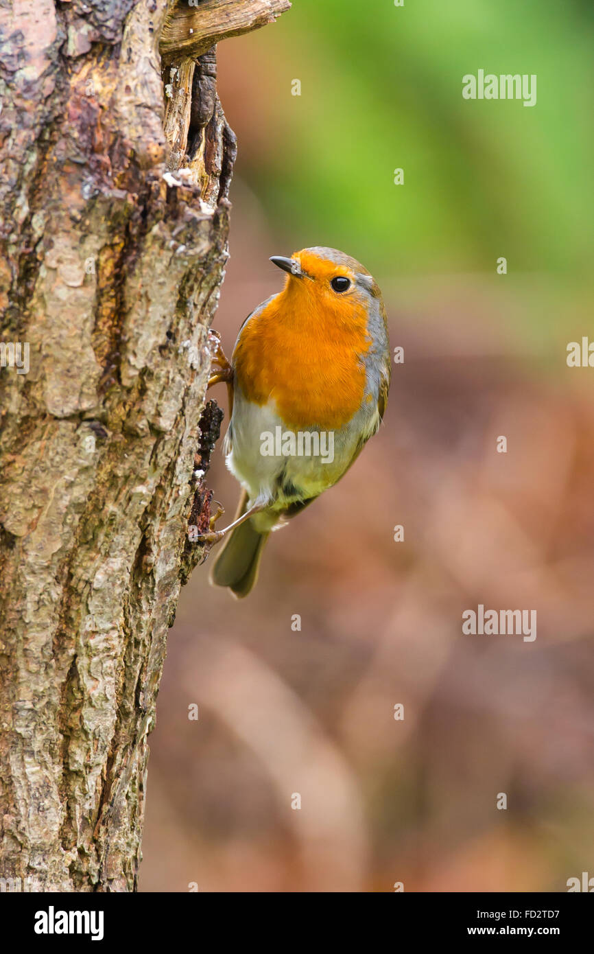 Robin on a tree Stock Photo - Alamy