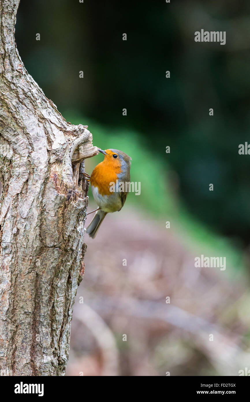 Robin on a tree Stock Photo - Alamy