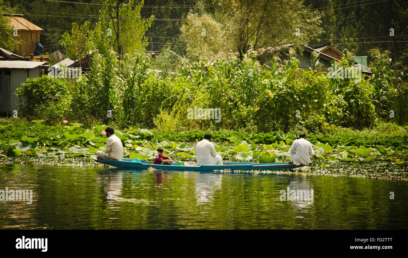 Locals on Dal Lake, Srinagar, Jammu & Kashmir, India Stock Photo - Alamy