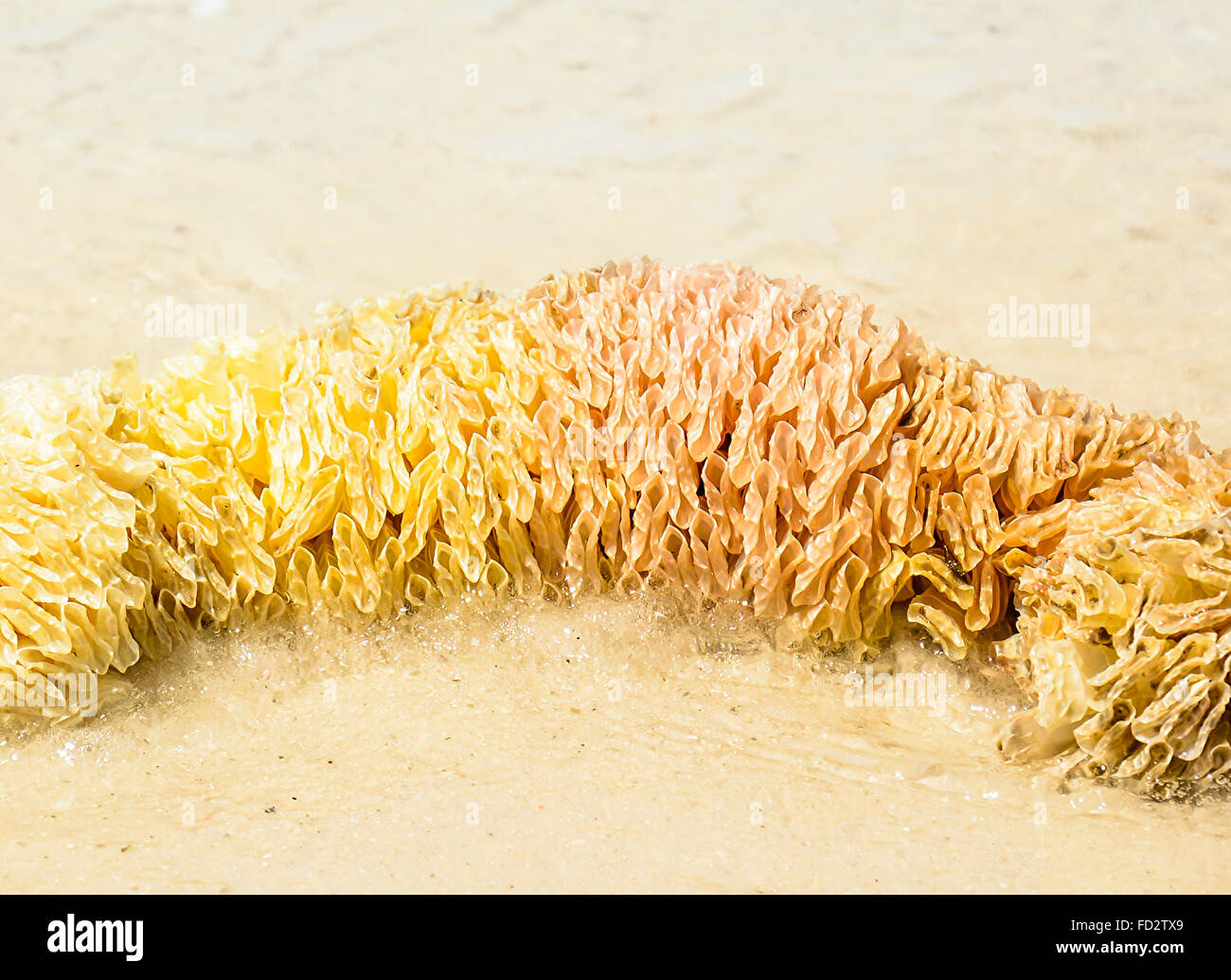 Intricate, Bizarre but interestingly beautiful Lighting Whelk sea snail ...
