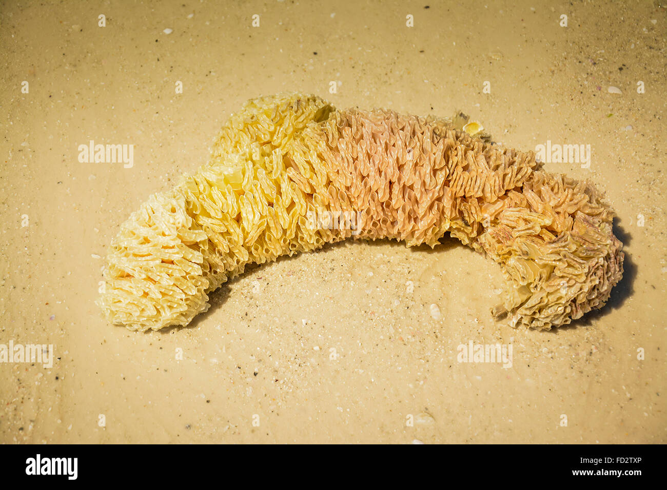 Intricate, Bizarre but interestingly beautiful Lighting Whelk sea snail ...