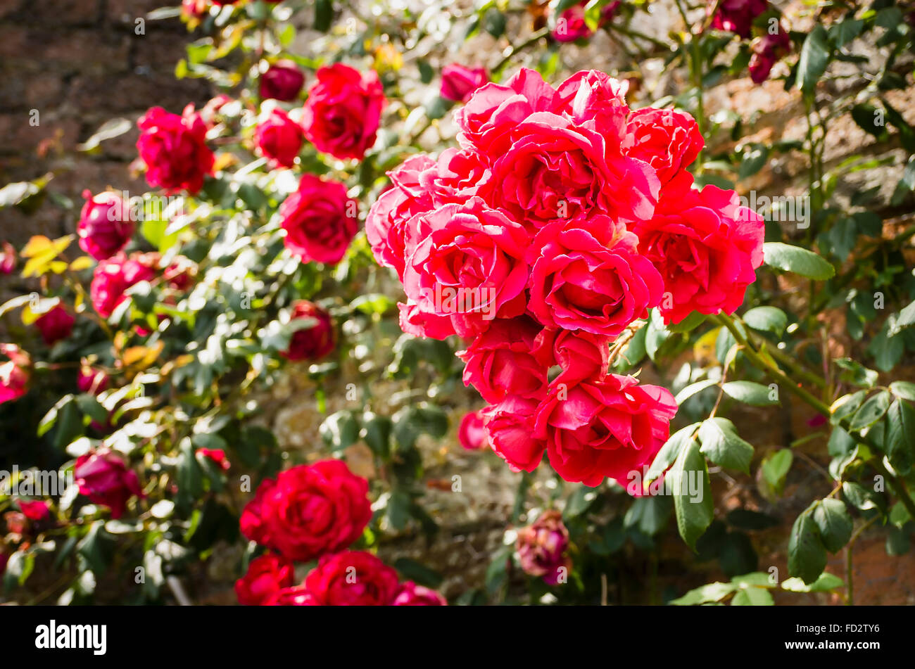Scarlet red rose hi-res stock photography and images - Alamy