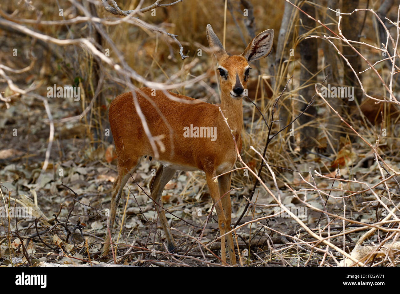 The steenbok (Raphicerus campestris) is a common small antelope of ...