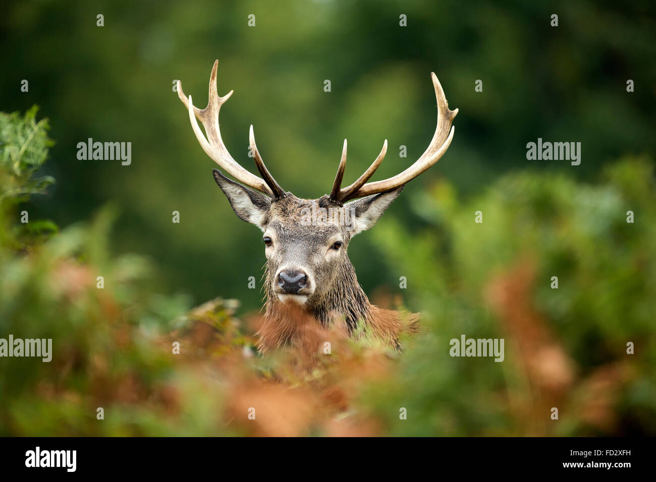 Red stag hi-res stock photography and images - Alamy