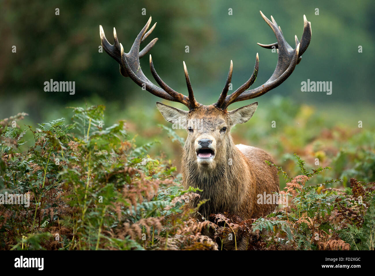 Cervus hi-res stock photography and images - Alamy