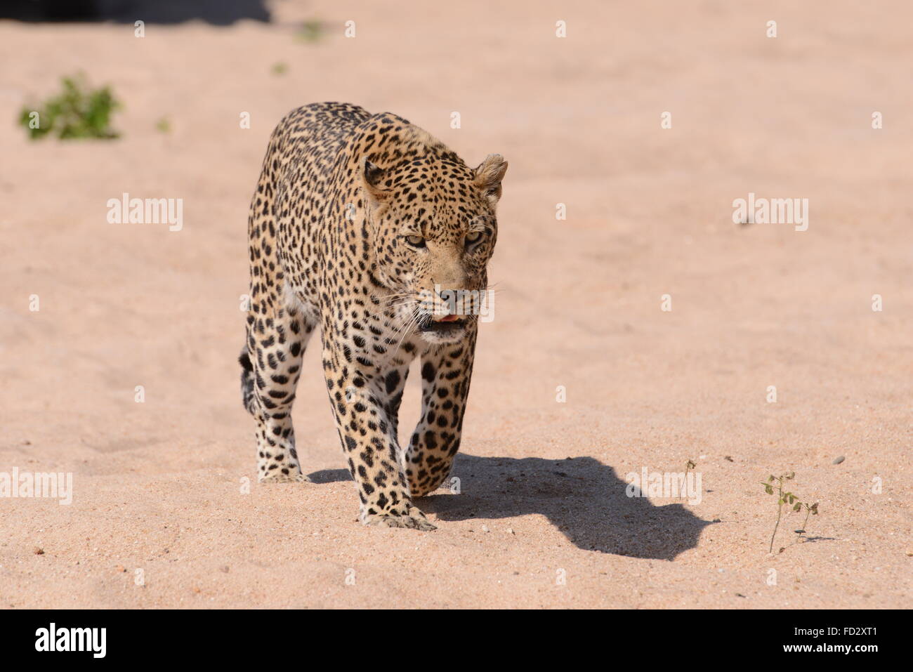 Kruger sabi sands leopard drive hi-res stock photography and images - Alamy
