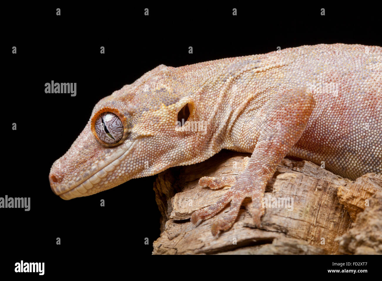 Gargoyle Gecko Stock Photos & Gargoyle Gecko Stock Images - Alamy
