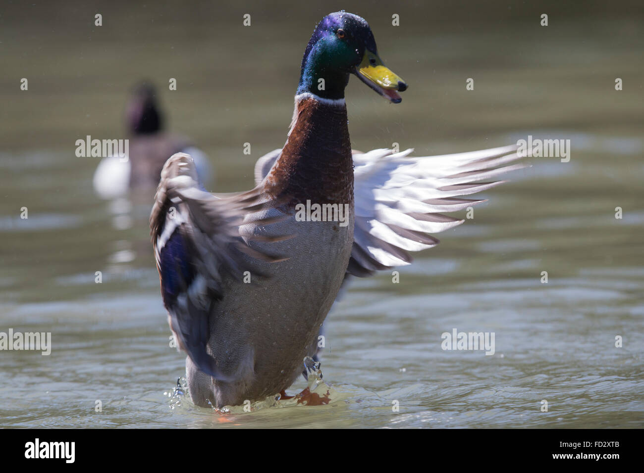 Duck flap hi-res stock photography and images - Alamy