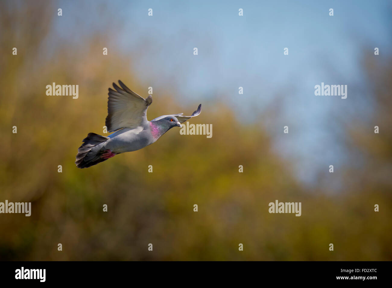 Flying pigeon hi-res stock photography and images - Alamy