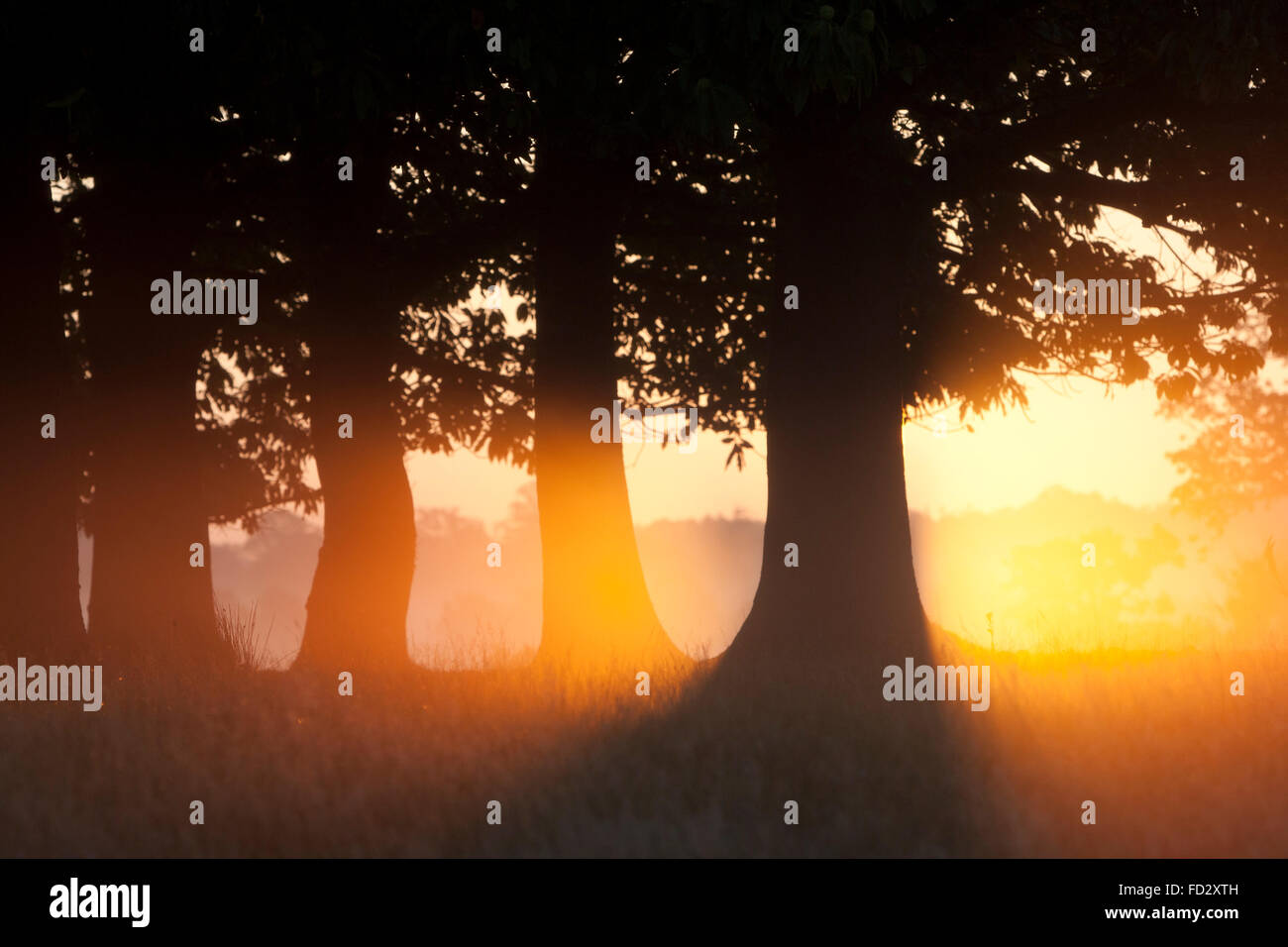 Sunrise nature wildlife hi-res stock photography and images - Alamy