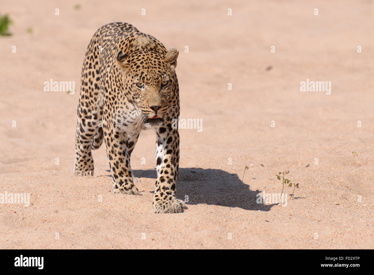 Kruger sabi sands leopard drive hi-res stock photography and images - Alamy