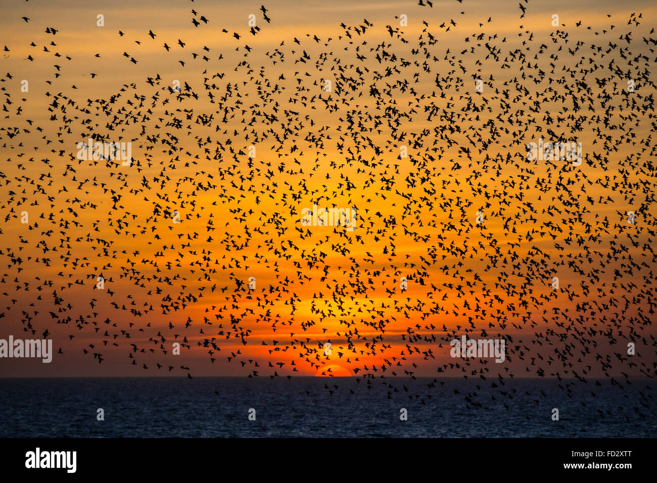 Birds at Sunset Stock Photo - Alamy