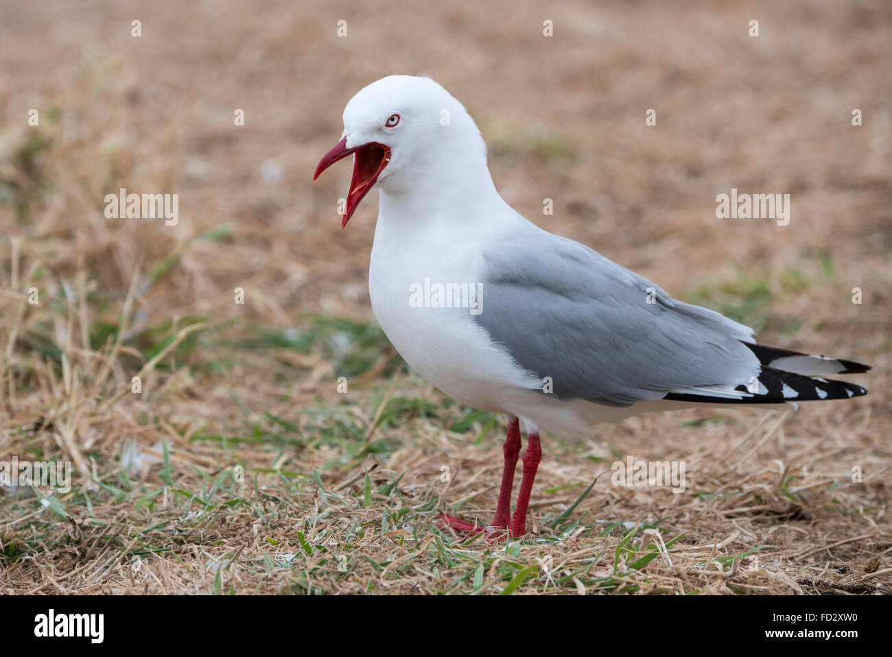 New Zealand, South Island, Dunedin, Otago Peninsula. Red-billed gull ...