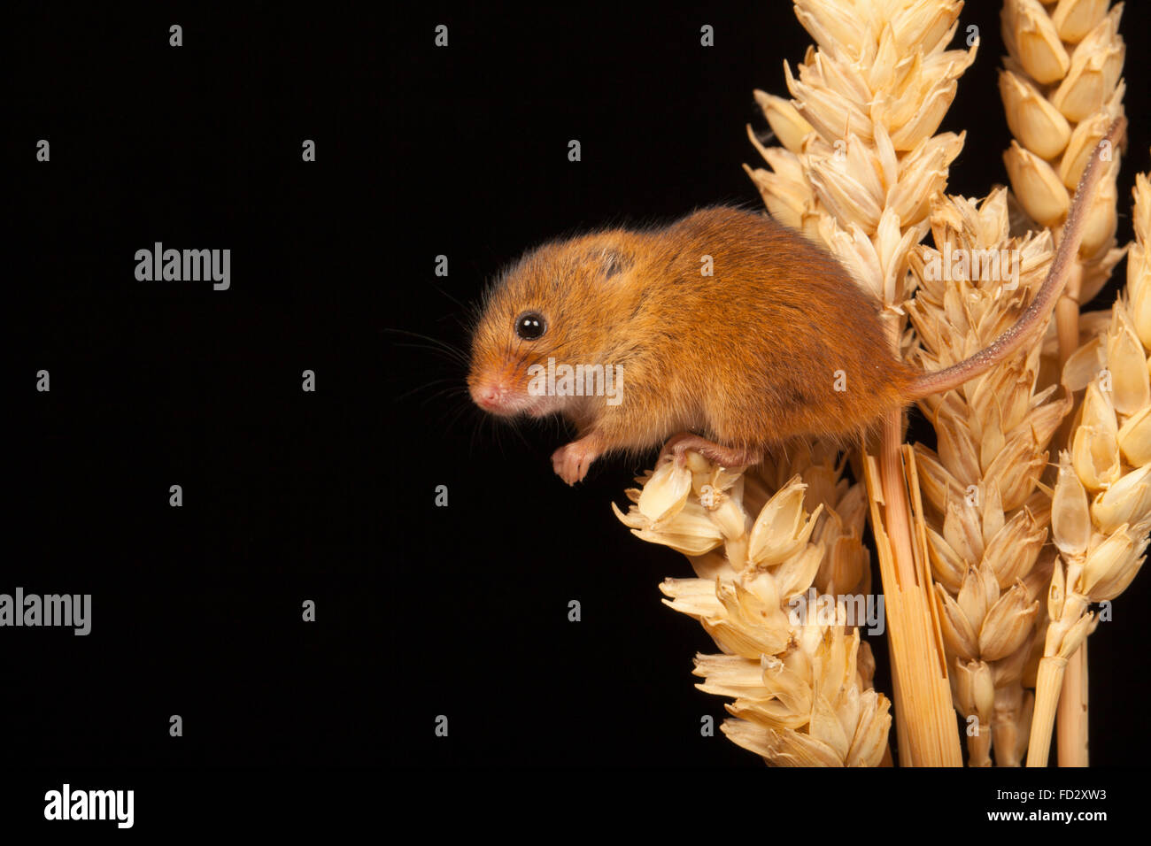 Mouse on Wheat Stock Photo - Alamy