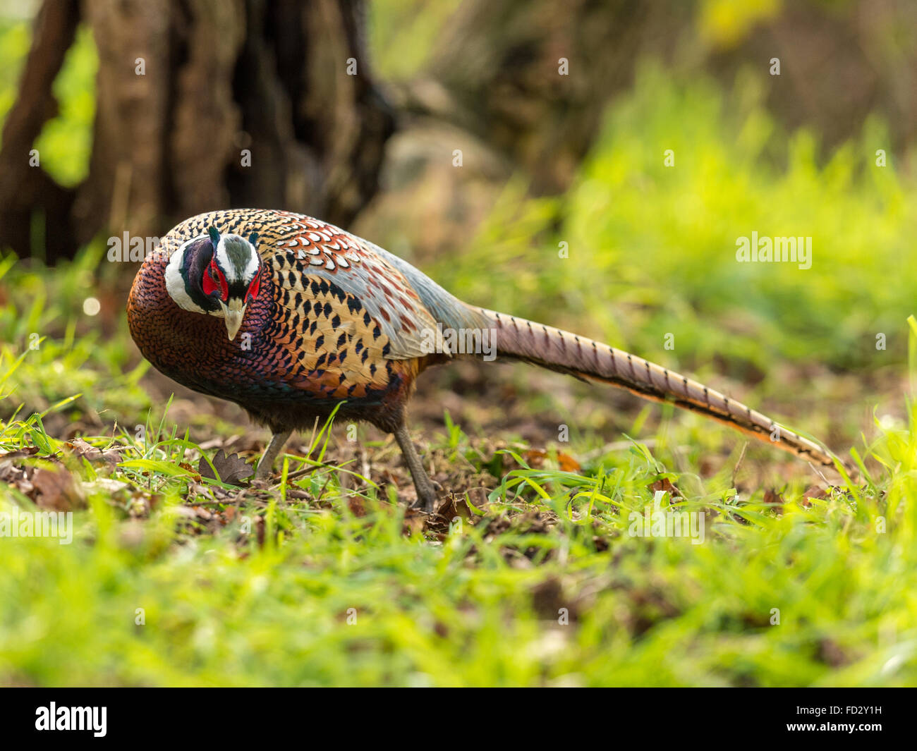 Beautiful Male Ring-necked Pheasant (Phasianus colchicus) foraging in ...