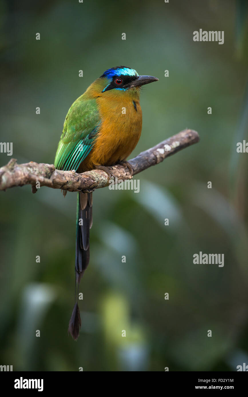 Motmot bird hi-res stock photography and images - Alamy