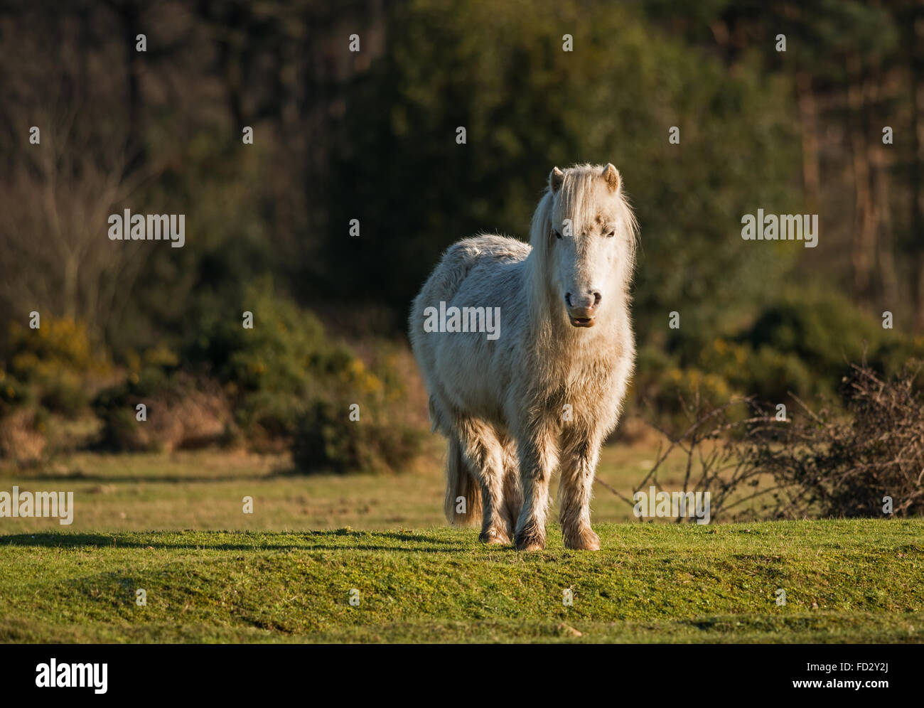 White shetland pony hi-res stock photography and images - Alamy