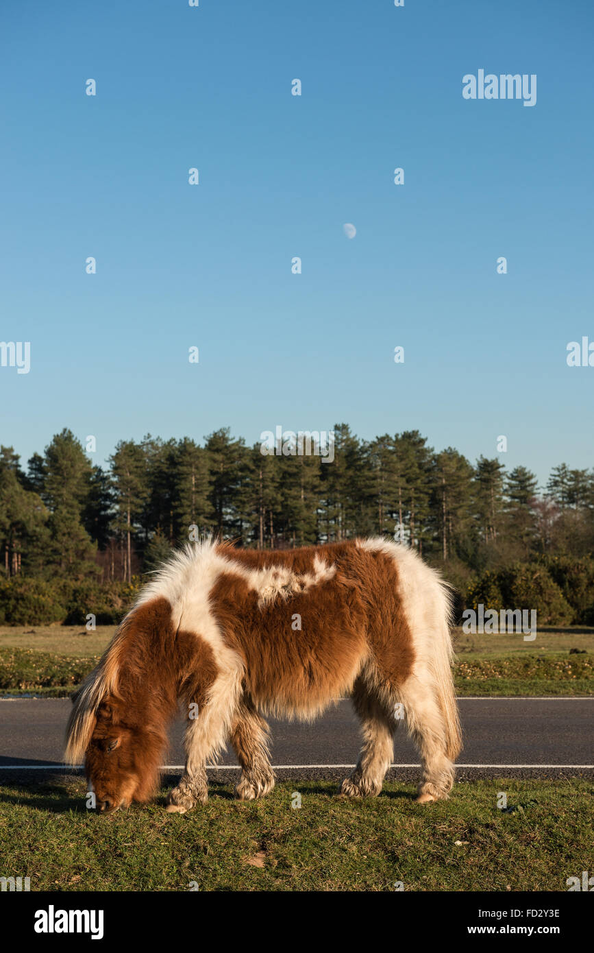 Shetland Pony In New Forest High Resolution Stock Photography and ...