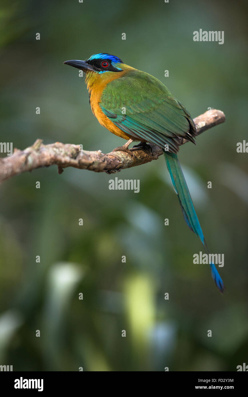Motmot bird hi-res stock photography and images - Alamy
