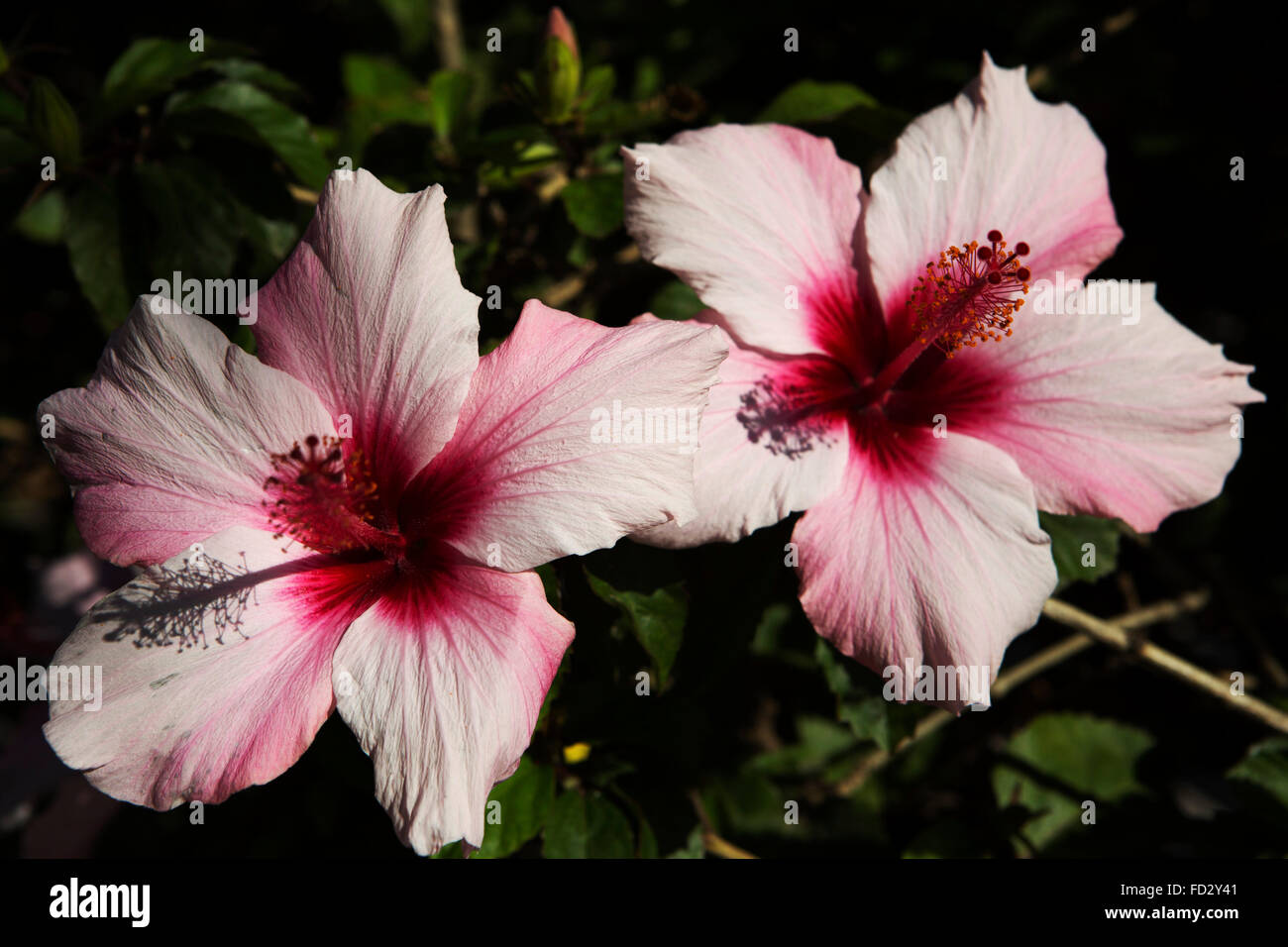 Pink Hibiscus Flowers Stock Photos & Pink Hibiscus Flowers Stock Images ...