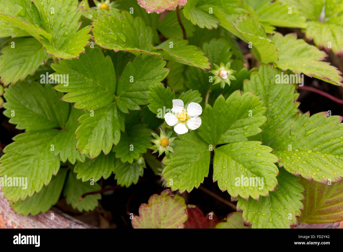 strawberry plant flower and foliage Stock Photo - Alamy
