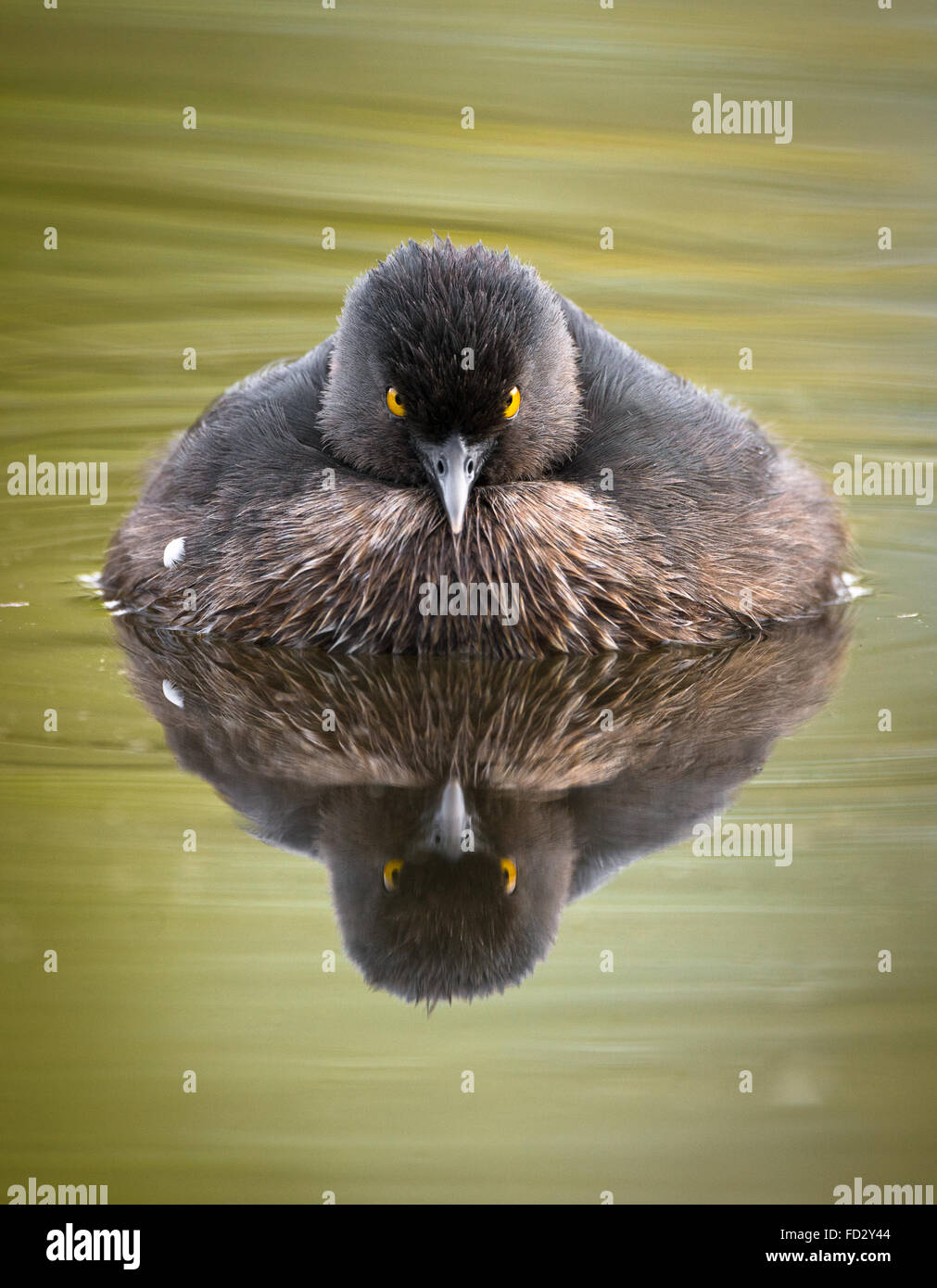 Least Grebe from central Brazil Stock Photo - Alamy