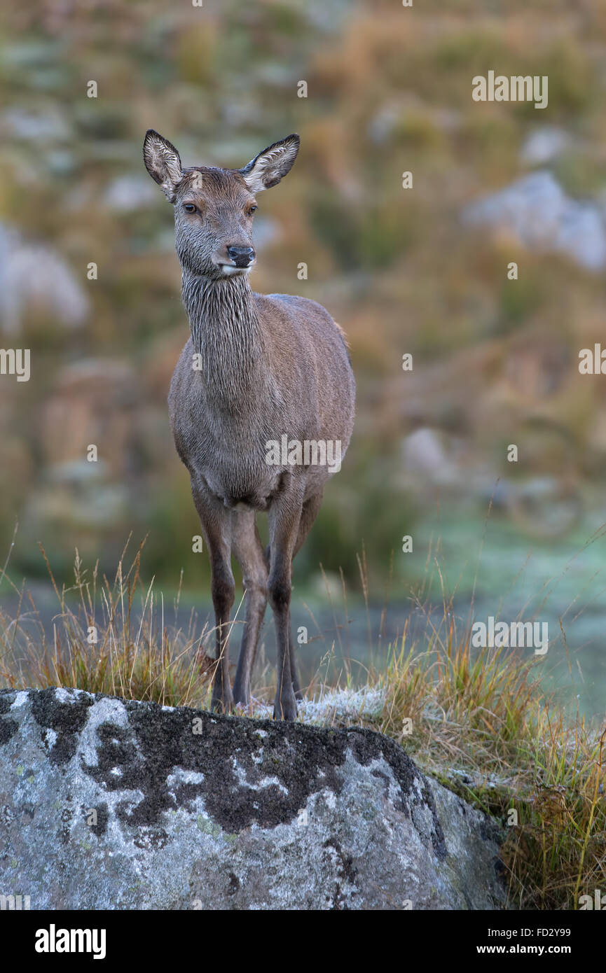 Red rocks deer hi-res stock photography and images - Alamy