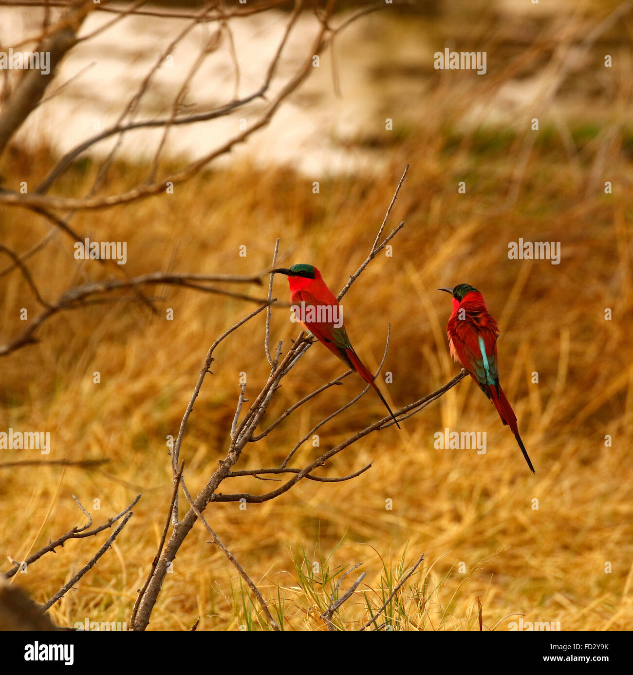 This pair of Southern Carmine bee-eaters were part of a large flock we ...
