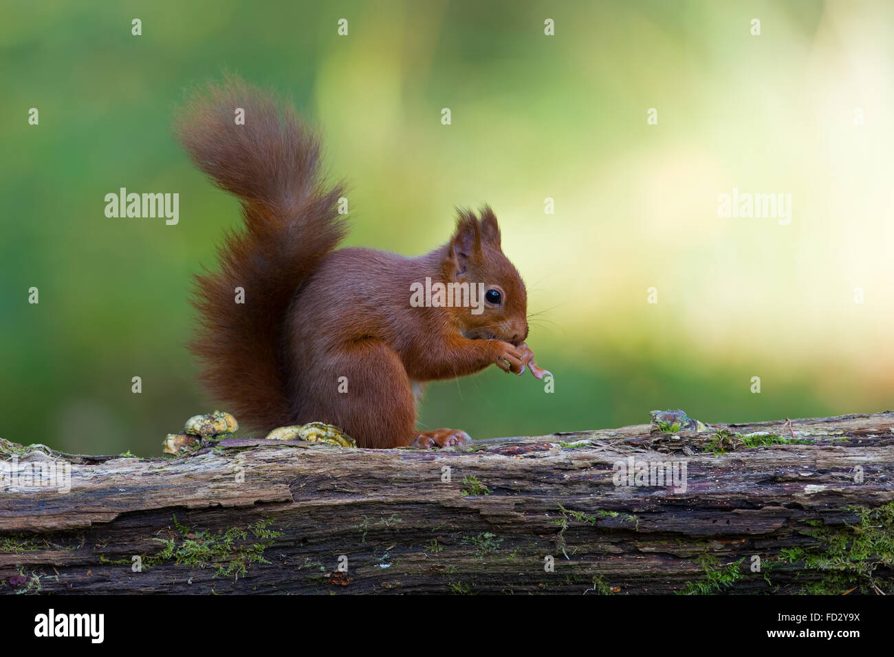 Tufty squirrel hi-res stock photography and images - Alamy