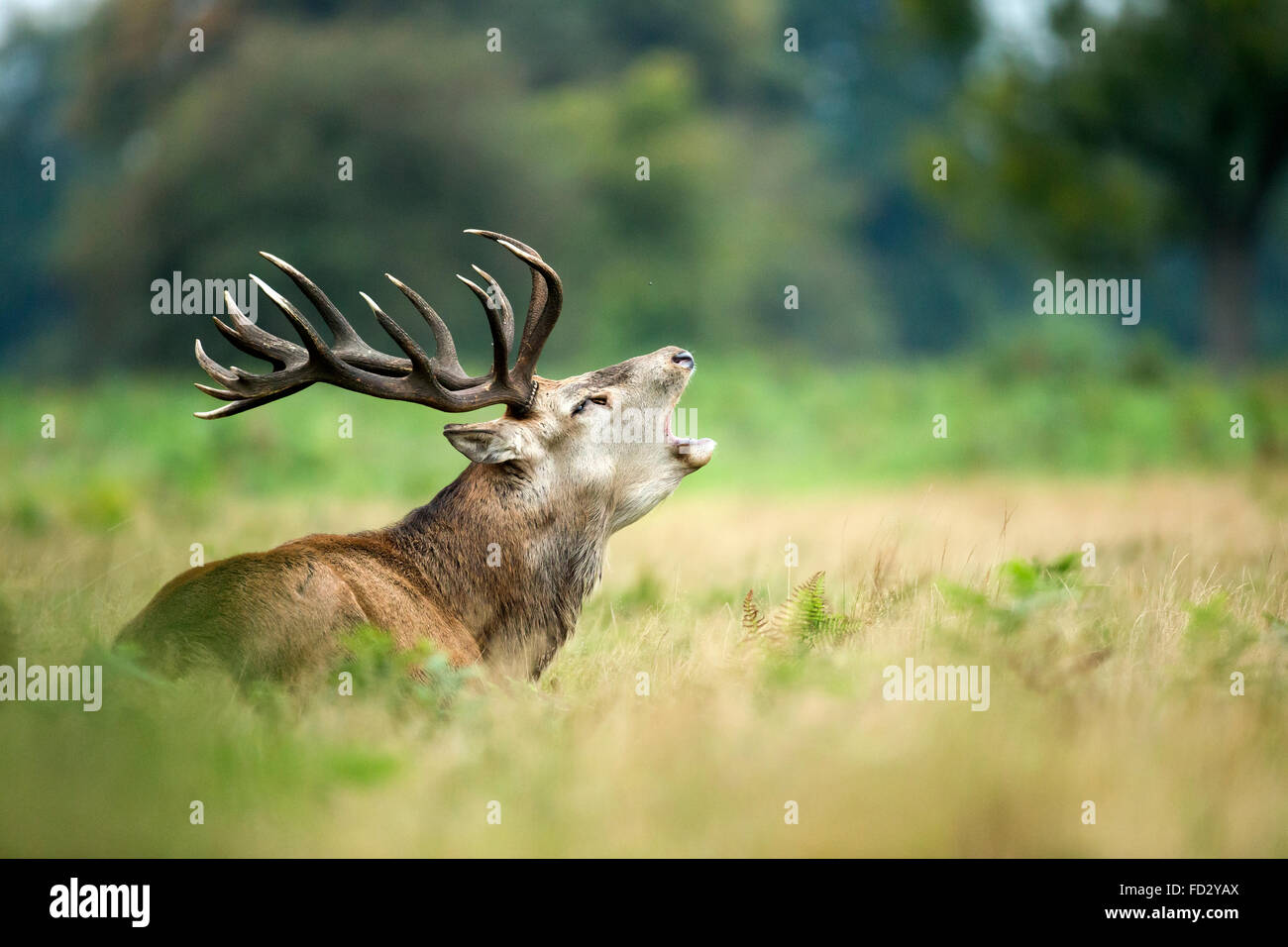 Deer Laying Down High Resolution Stock Photography and Images - Alamy