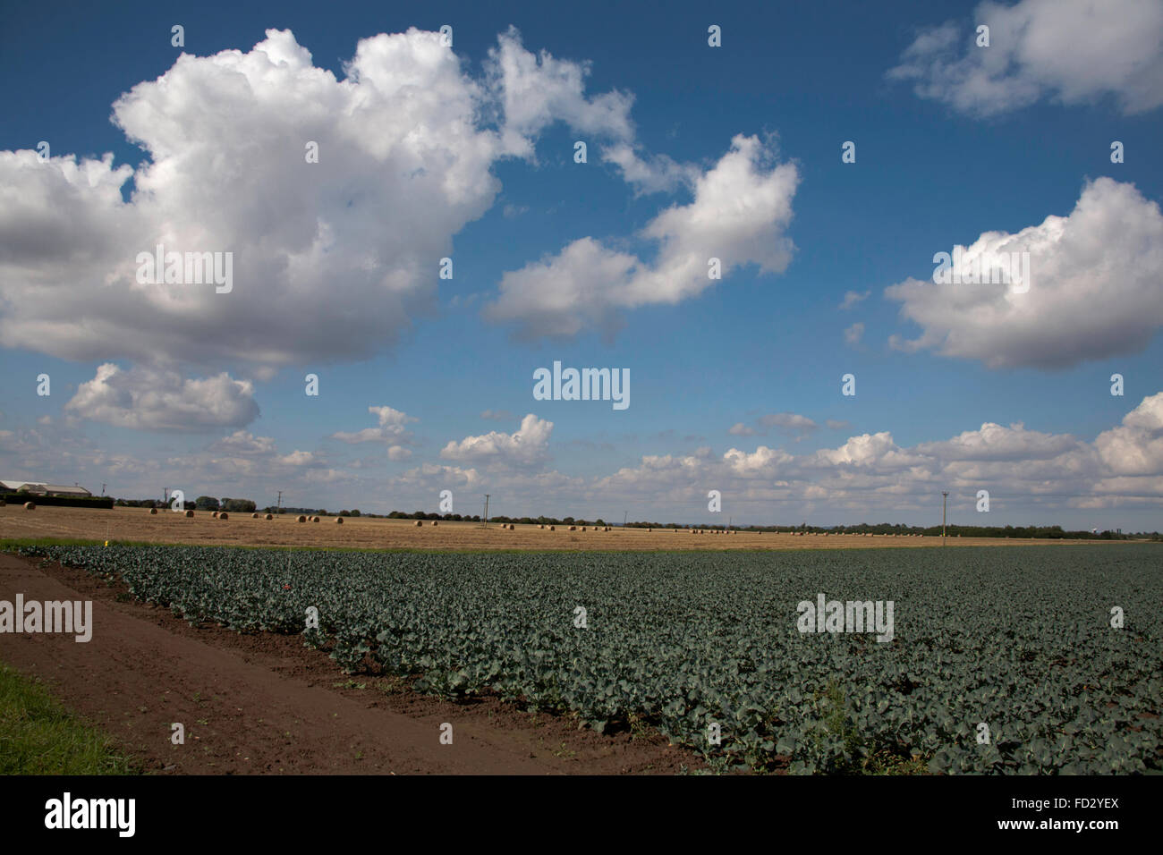 Fen land hi-res stock photography and images - Alamy