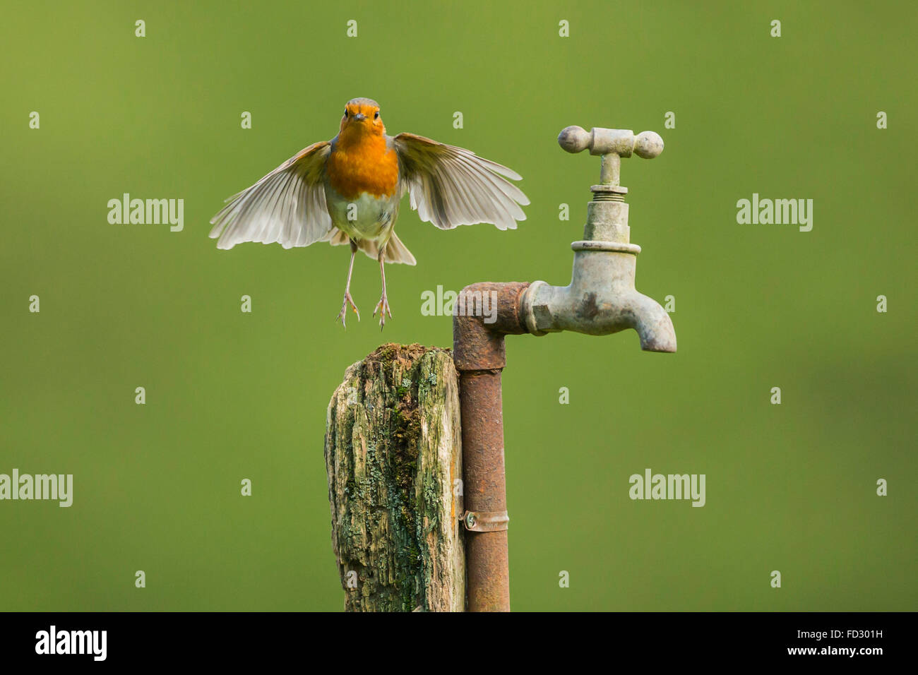 Robin flying hi-res stock photography and images - Alamy
