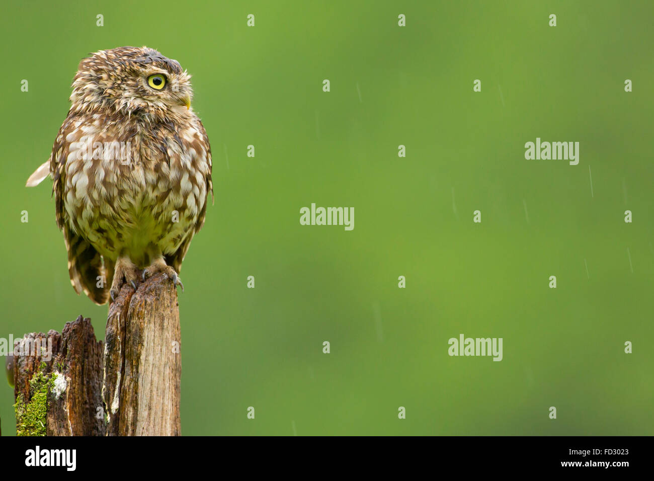 Photo of a little owl hi-res stock photography and images - Alamy