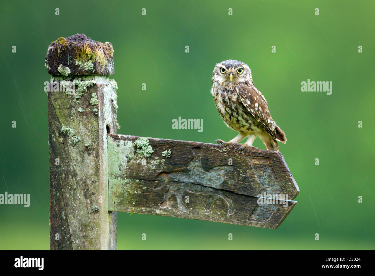 Little owls hi-res stock photography and images - Alamy