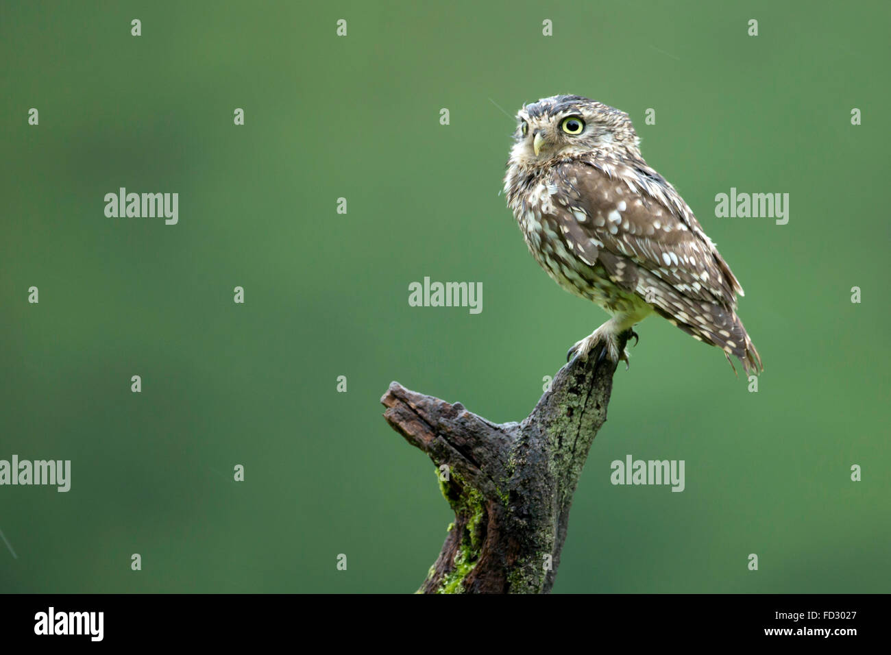 Smallest of the owls hi-res stock photography and images - Alamy