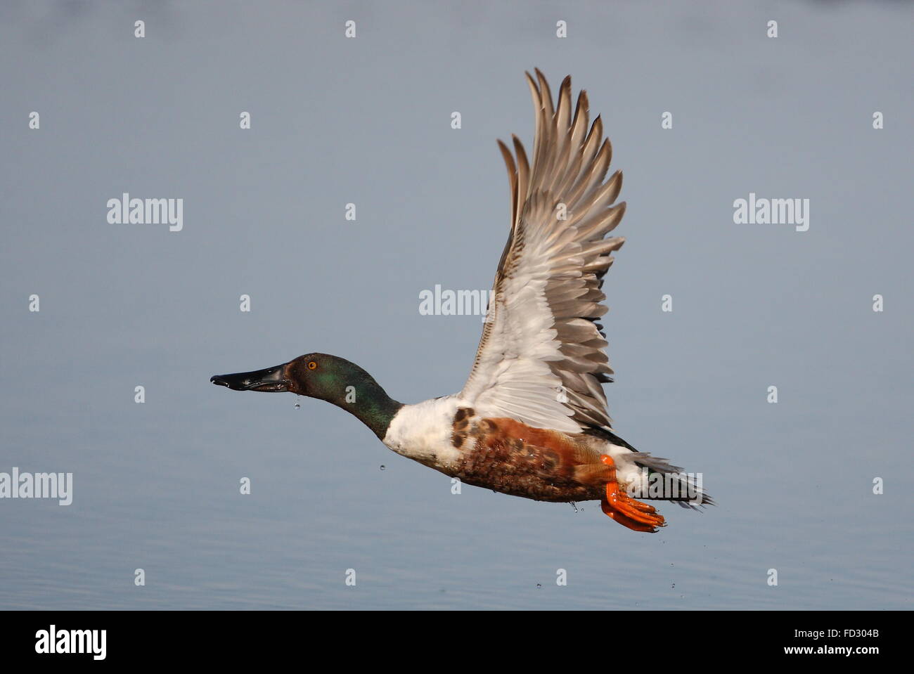 Drake shoveler hi-res stock photography and images - Alamy